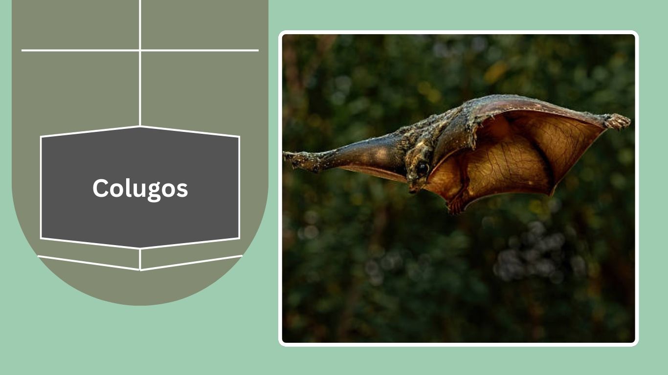 13 Flying Animals That Aren't Birds: Bats & Gliders