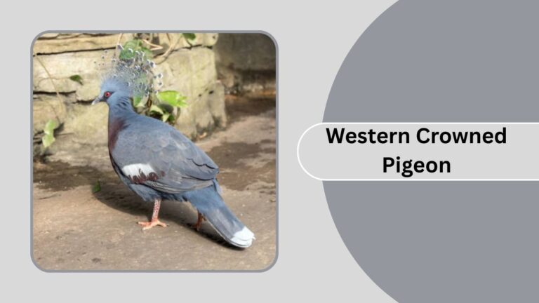 27 Pigeon Types: Identification Guide with Pictures