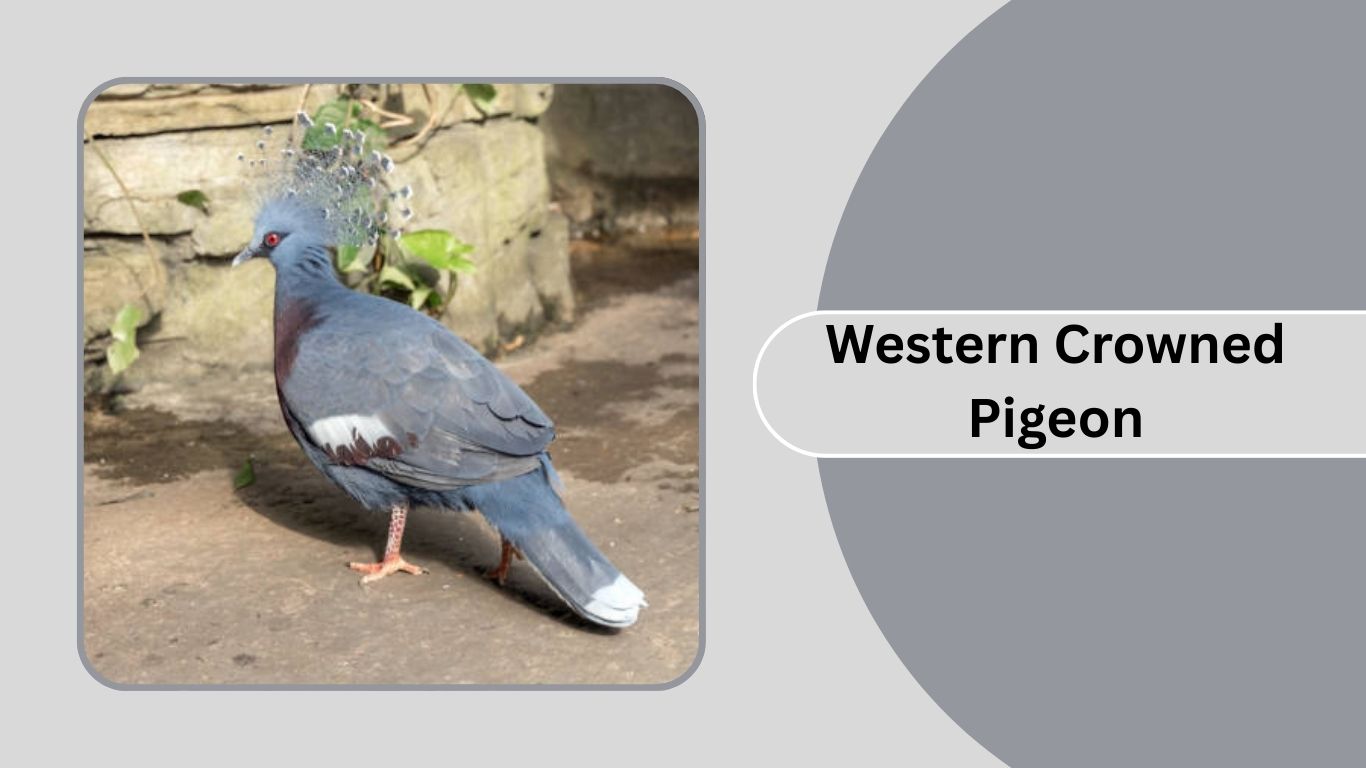 27 Types Of Pigeon: Identification With Pictures