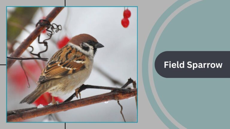 25 Types of Small Brown Birds: ID Guide