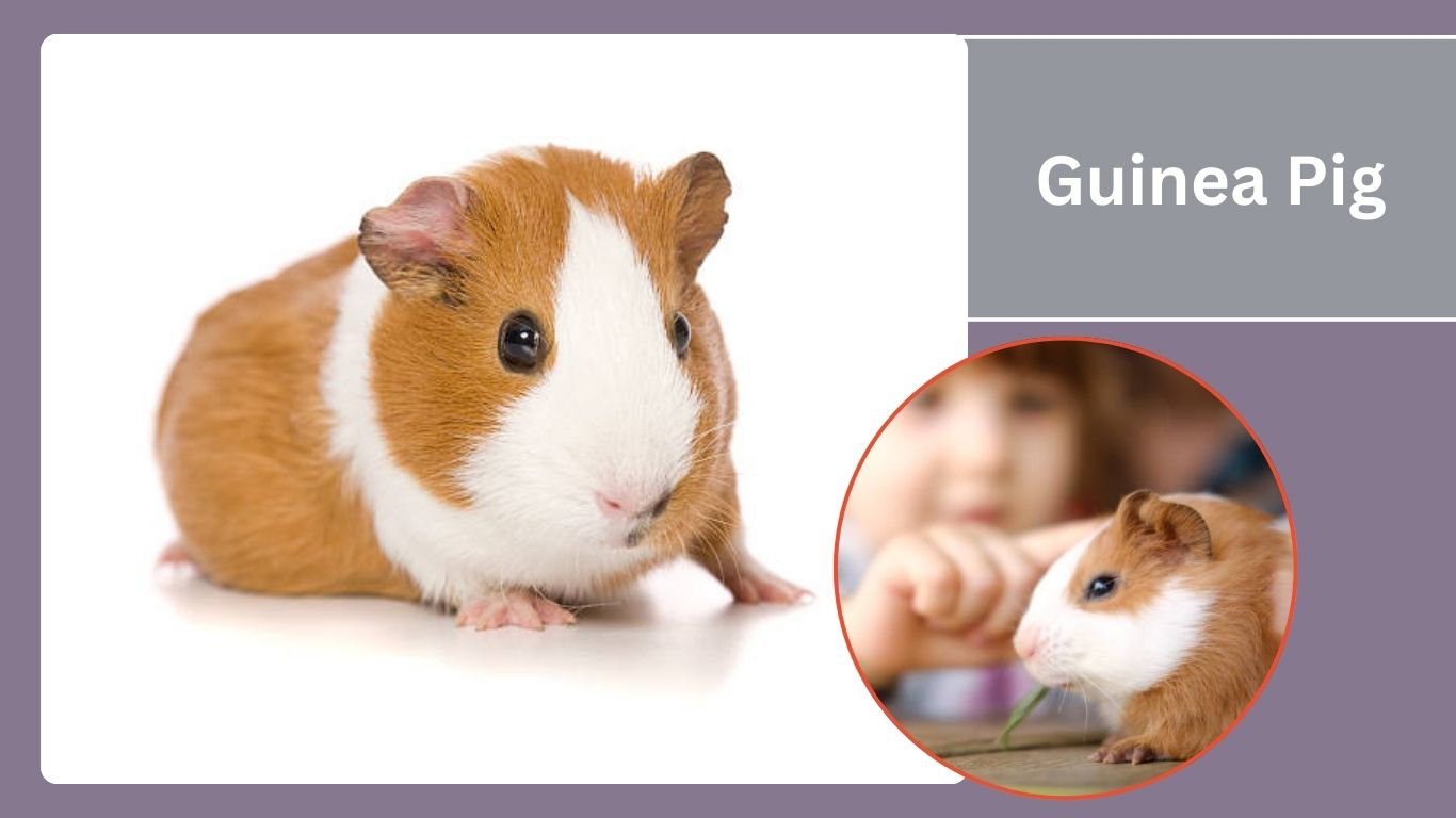 10 Best Small Pets for Kids: Gentle & Easy Care
