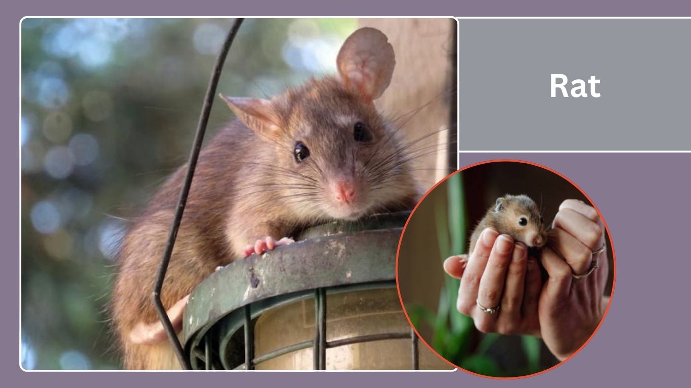 10 Best Small Pets for Kids: Gentle & Easy Care